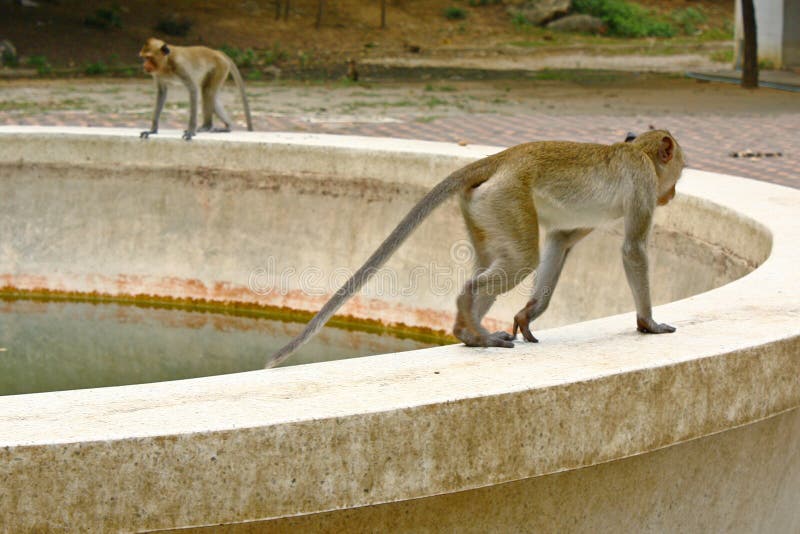 Two monkeys are walking stock image. Image of long, rock - 66720193