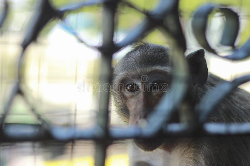 Monkeys were caged stock image. Image of captivity, jungle - 57281927