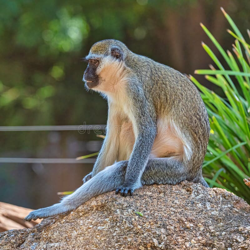 Monkeys at the Werribee Zoo Melbourne Stock Photo - Image of horns ...