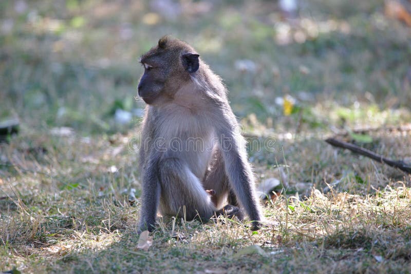 Monkeys : Young Macaque Sitting, Watching Stock Photo - Image of furry ...