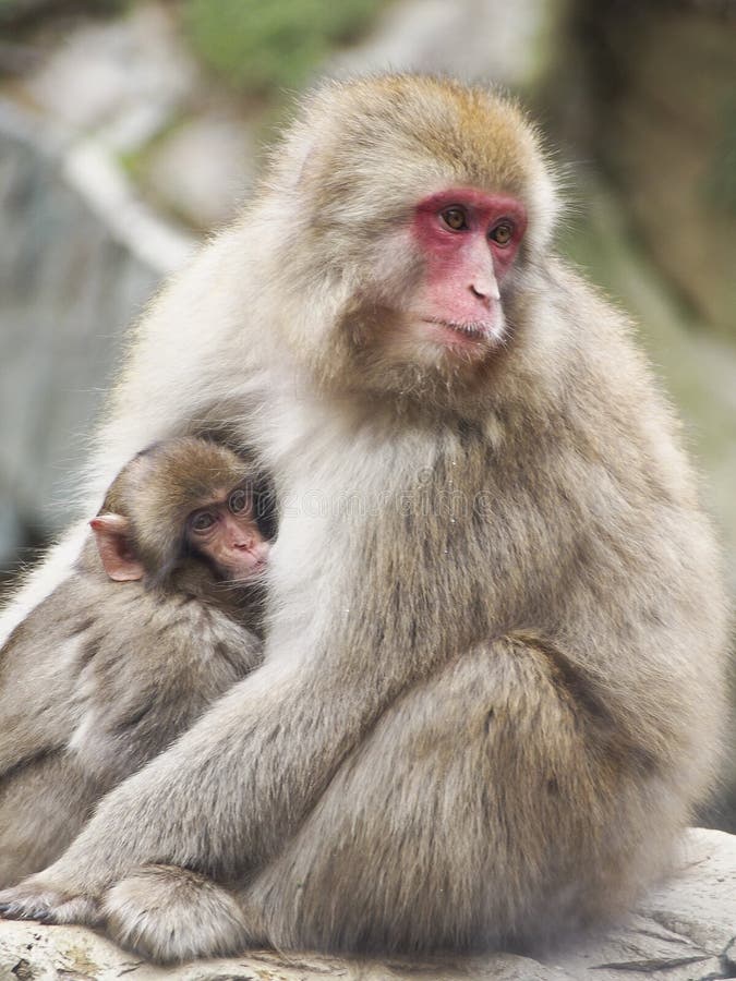 Monkeys stock photo. Image of playing, child, young, monkey - 83713392
