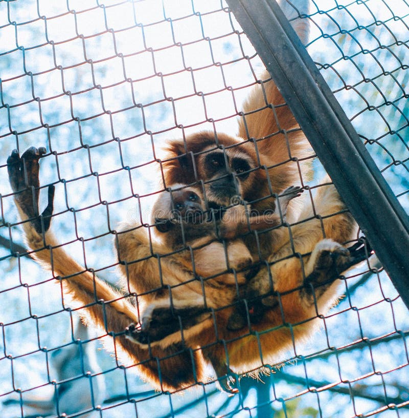 Pair of Monkeys Hugging Hanging Stock Photo - Image of wildlife, fence ...