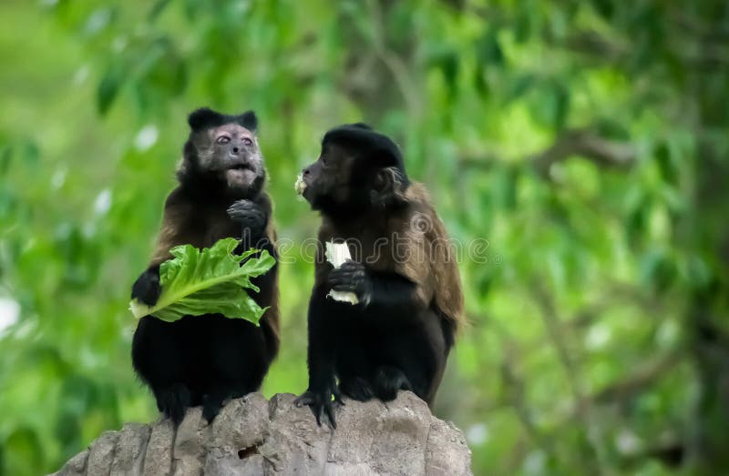 Two Monkeys While Holding Their Hands Stock Image - Image of expression ...