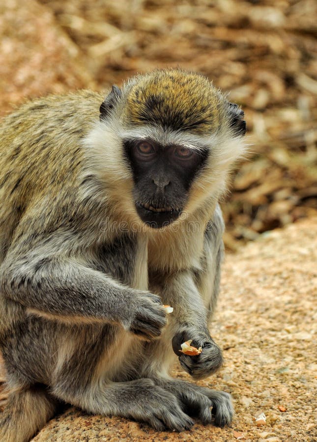 Monkeys in the Zoo of Melbourne Stock Photo - Image of wild, people ...