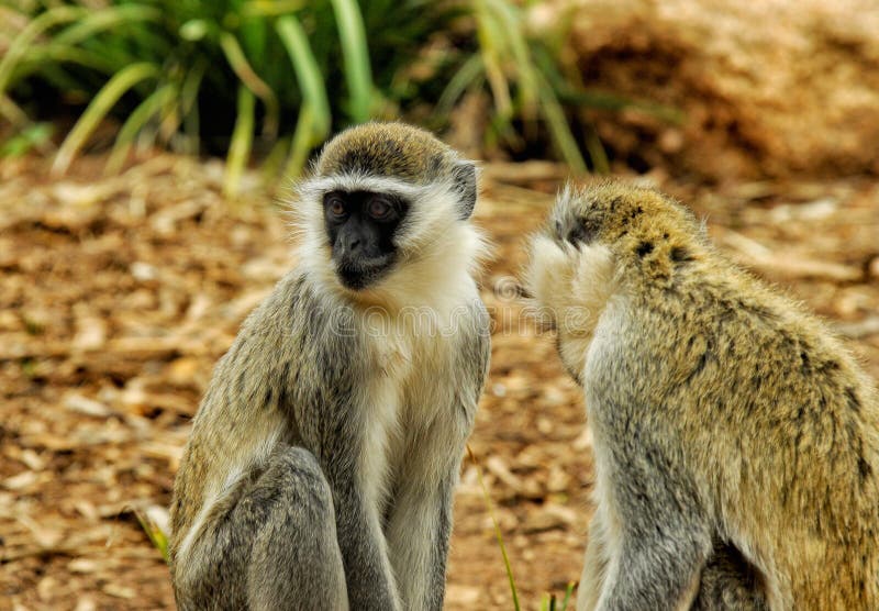 Monkeys in the Zoo of Melbourne Stock Photo - Image of people, mammal ...