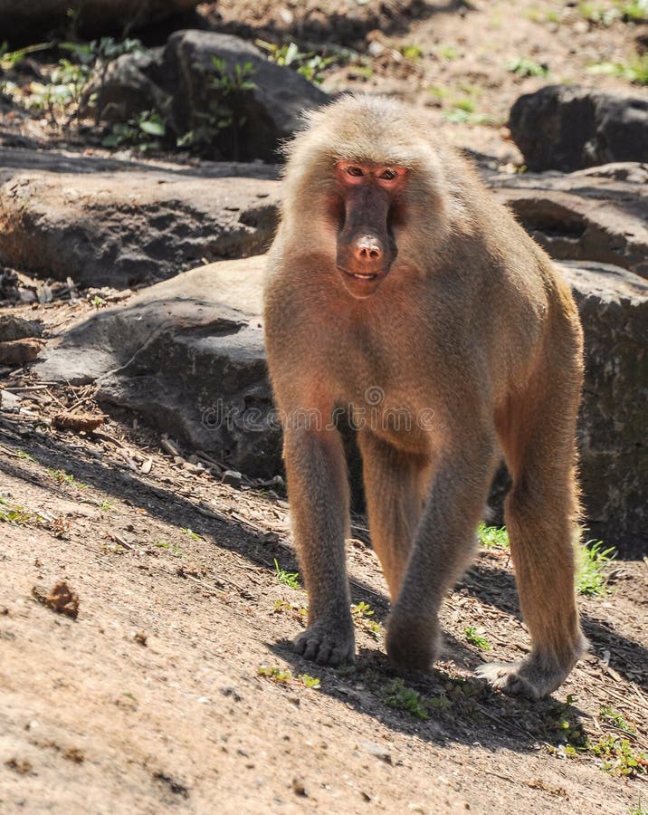 Monkeys in the Zoo of Melbourne Stock Photo - Image of people, stones ...