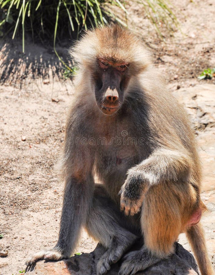 Monkeys in the Zoo of Melbourne Stock Photo - Image of close, playful ...