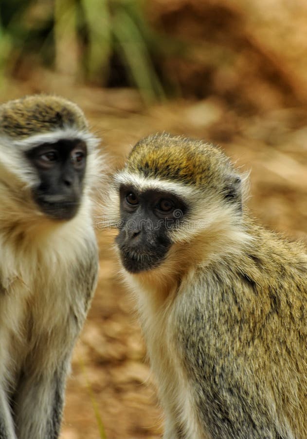 Monkeys in the Zoo of Melbourne Stock Photo - Image of stones ...