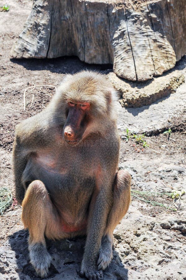Monkeys in the Zoo of Melbourne Stock Photo - Image of mouth, playful ...