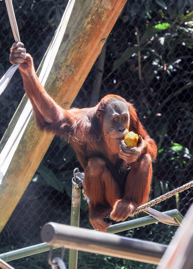 Monkeys in the Zoo of Melbourne Stock Image - Image of making ...