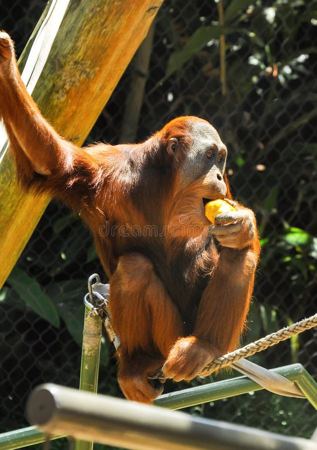 Monkeys in the Zoo of Melbourne Stock Image - Image of outdoor, hair ...