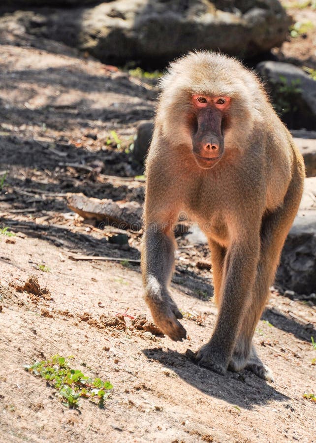 Monkeys in the Zoo of Melbourne Stock Photo - Image of people, mammal ...