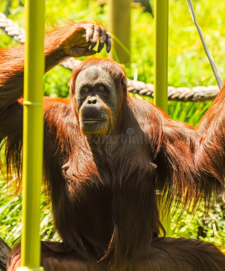Monkeys in the Zoo of Melbourne Stock Photo - Image of mammal, making ...