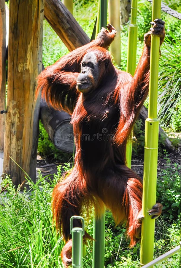 Monkeys in the Zoo of Melbourne Stock Photo - Image of nature, park ...