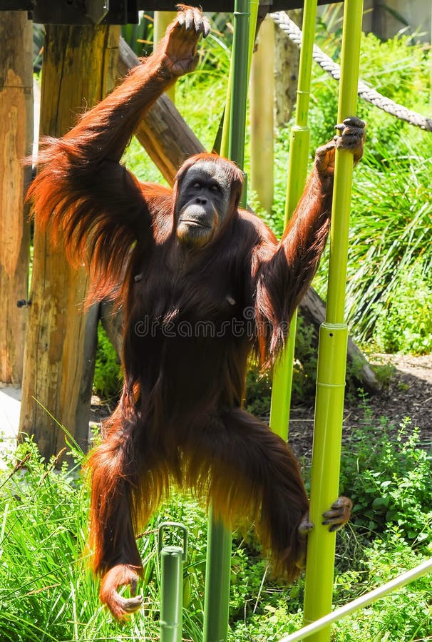 Monkeys in the Zoo of Melbourne Stock Photo - Image of people, mammal ...