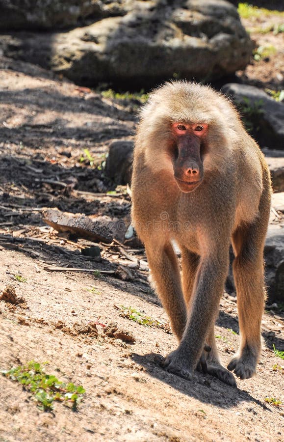 Monkeys in the Zoo of Melbourne Stock Image - Image of tree, eyes: 63699729