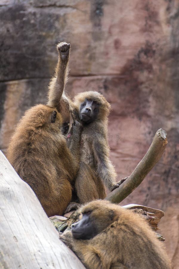 Monkeys in the zoo stock image. Image of nature, monkeys - 238278227