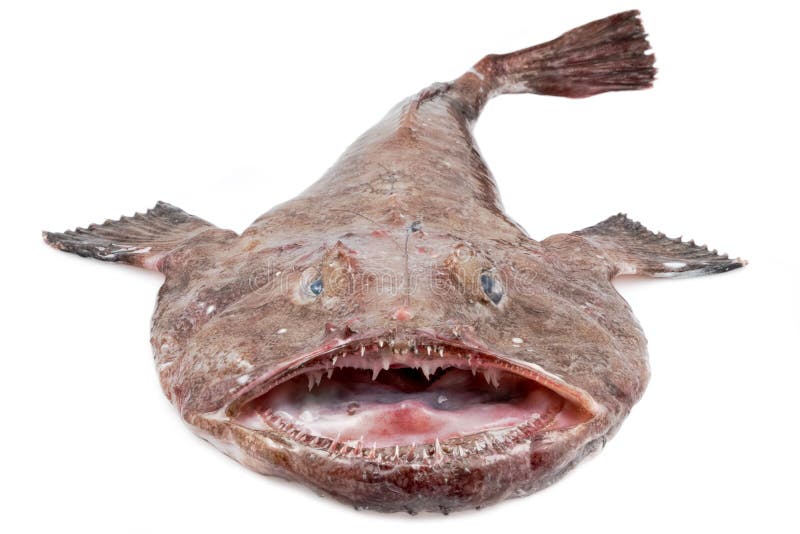 Monkfish stock photo. Image of natural, seafood, anglerfish - 101610062