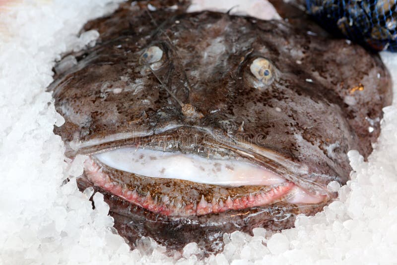 Monkfish stock image. Image of fillet, norway, saltwater - 31274543
