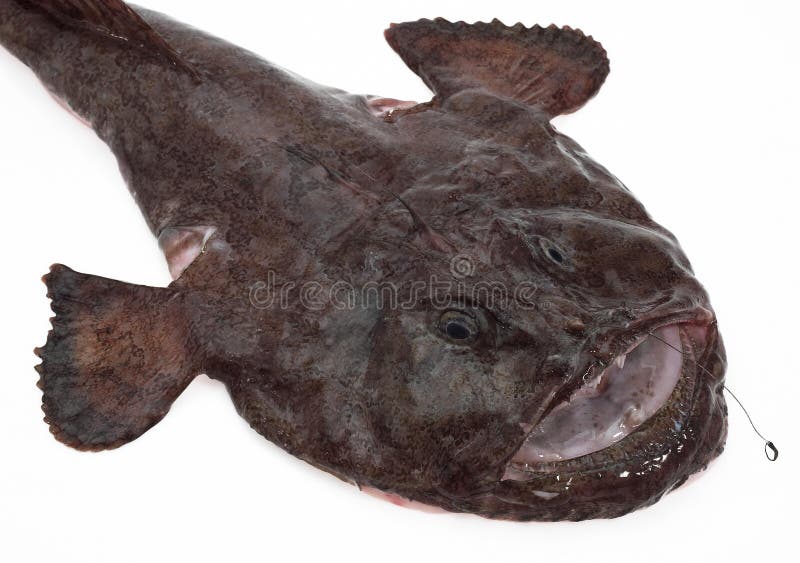 Monkfish, Lophius Piscatorius, Fresh Fish Against White Background ...