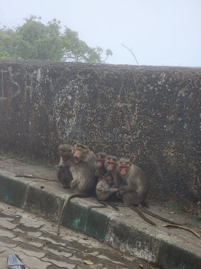 Monkies Family on Nandi Hills Stock Photo - Image of rock, hills: 265616916