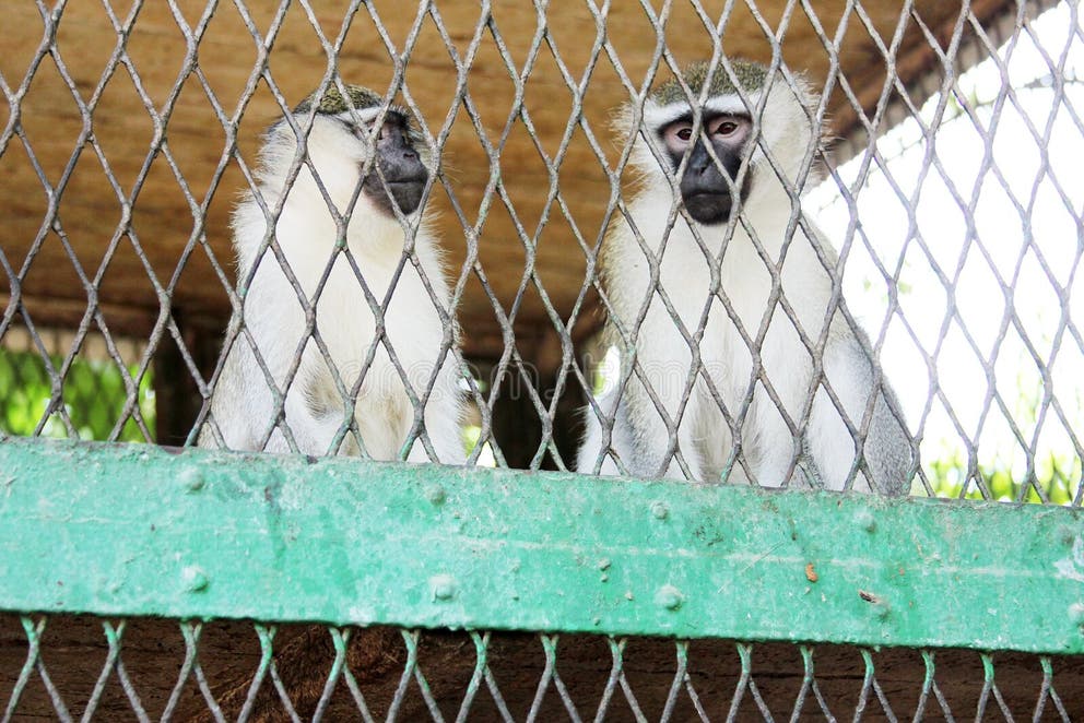 Monkeys stock image. Image of sadness, forest, imprisoned - 59097321