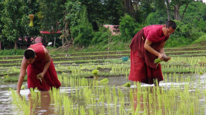 Monks Grow Rice with Farmers Editorial Image - Image of chiangmai, crop ...