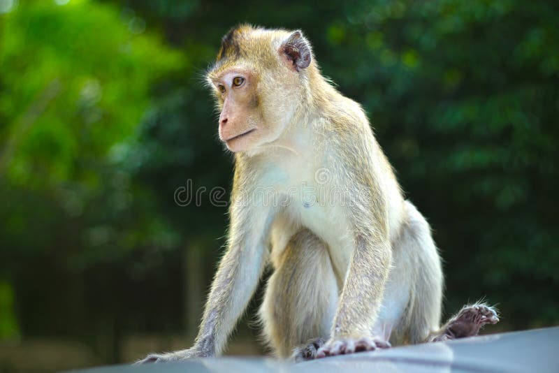 Monky Sit Stock Photos - Free & Royalty-Free Stock Photos from Dreamstime