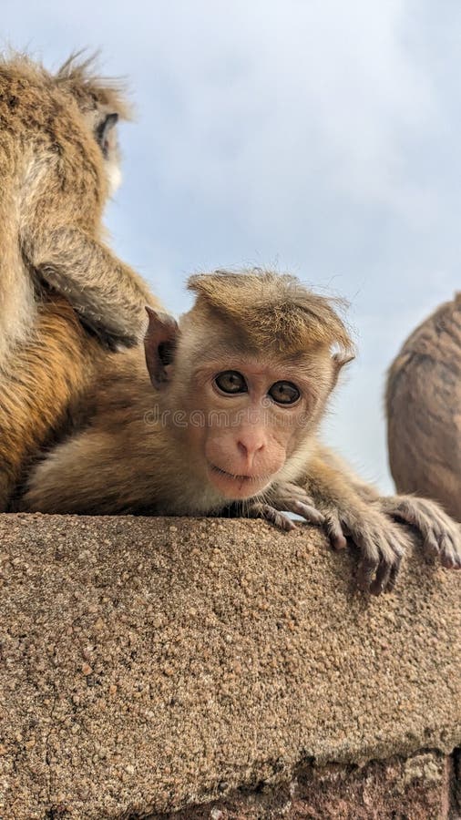Monky stock photo. Image of wilde, lankan, monky, animals - 272243660