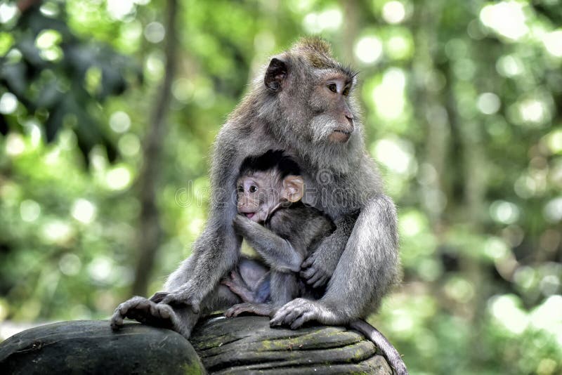 Monkywithcub stock photo. Image of nastacopy, forest - 53130286