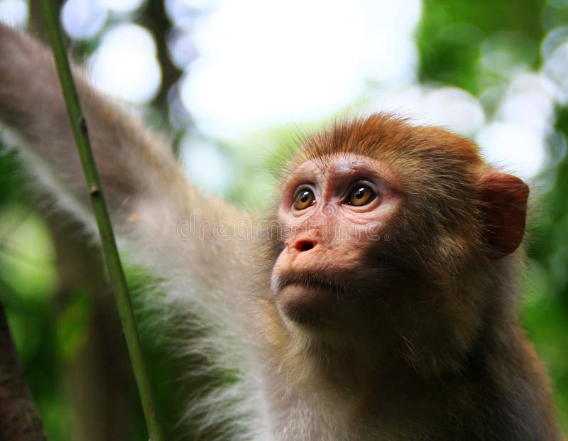 Grito del mono imagen de archivo. Imagen de mono, tropical - 7050147