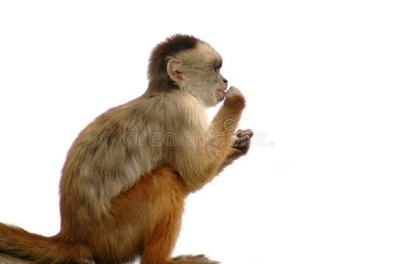 3,095 Perfil Del Mono Fotos de stock - Fotos libres de regalías de ...