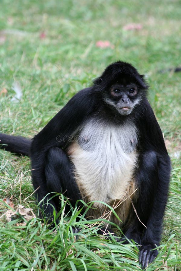 Mono imagen de archivo. Imagen de melenudo, atrapado, barra - 7081653
