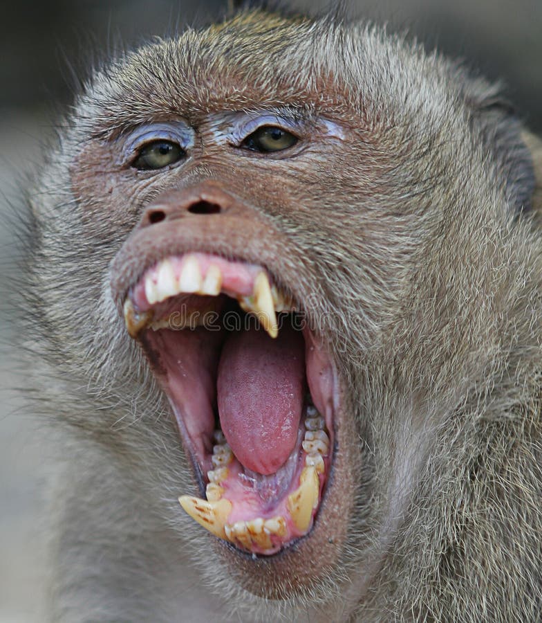 Mono foto de archivo. Imagen de animal, boca, dientes - 7590920