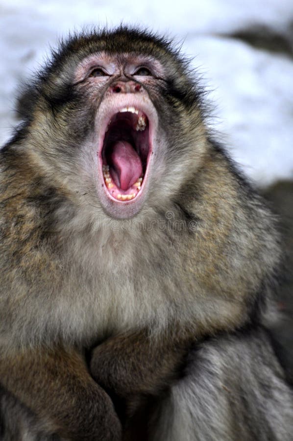 Mono foto de archivo. Imagen de mono, dientes, grito, retrato - 8074508