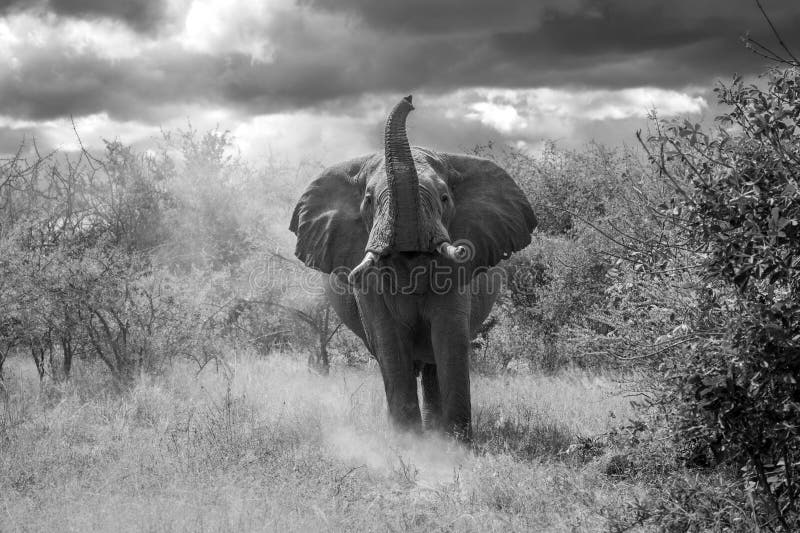 Mono African Bush Elephant Stands Lifting Trunk Stock Image - Image of ...