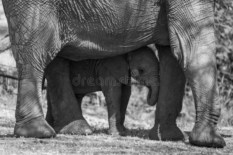 Mono African Elephant Calf Stands Under Mother Stock Photo - Image of ...