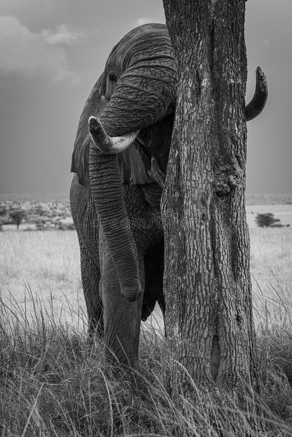 Mono African Elephant Stands Behind Tree Trunk Stock Photo - Image of ...