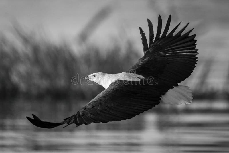 Mono African Fish Eagle Glides Over River Stock Image - Image of ...