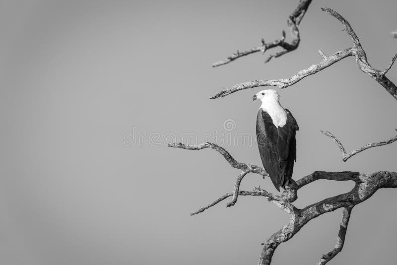Mono African Fish Eagle Perched Facing Left Stock Photo - Image of prey ...