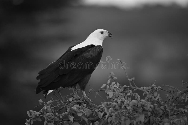 Mono African Fish Eagle in Profile Staring Stock Photo - Image of ...