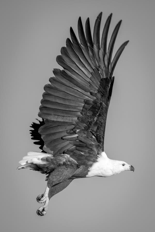 Mono African Fish Eagle with Raised Wings Stock Image - Image of park ...