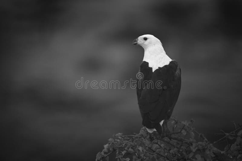 Mono African Fish Eagle Turns Atop Bush Stock Image - Image of ...