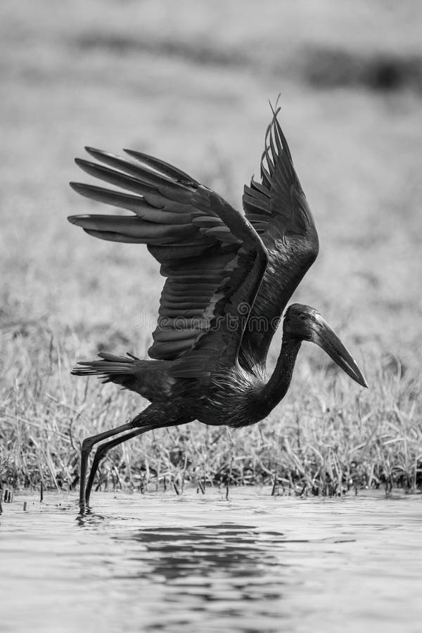 Mono African Openbill Takes Off from River Stock Image - Image of bird ...