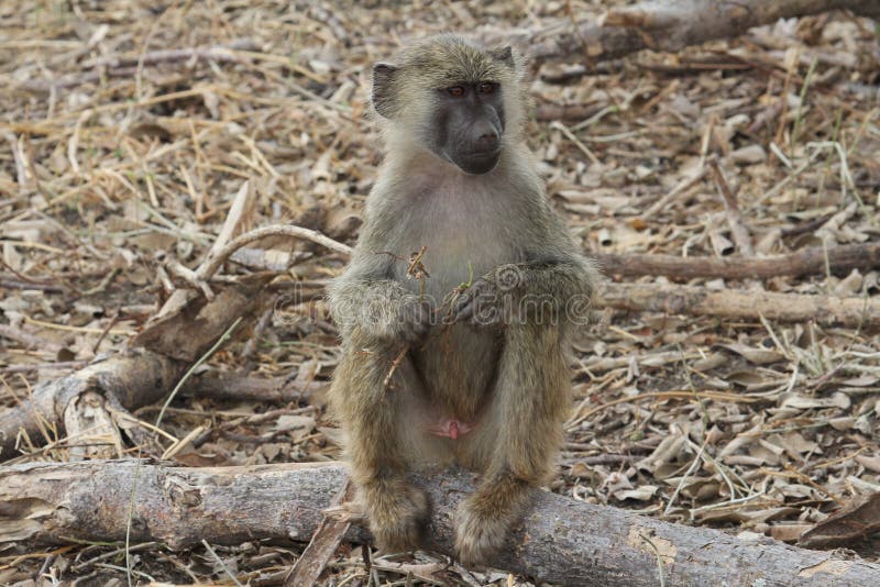 Mono africano imagen de archivo. Imagen de poco, fauna - 52084689