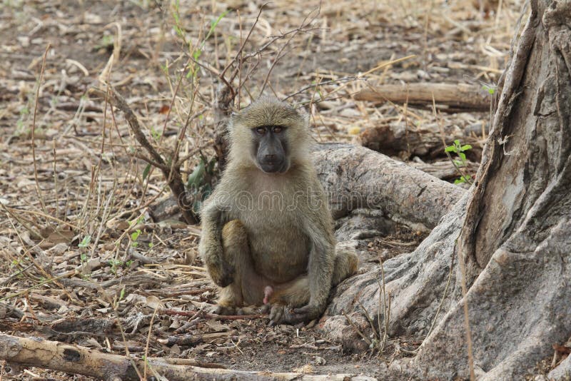 Mono africano imagen de archivo. Imagen de poco, fauna - 52084689