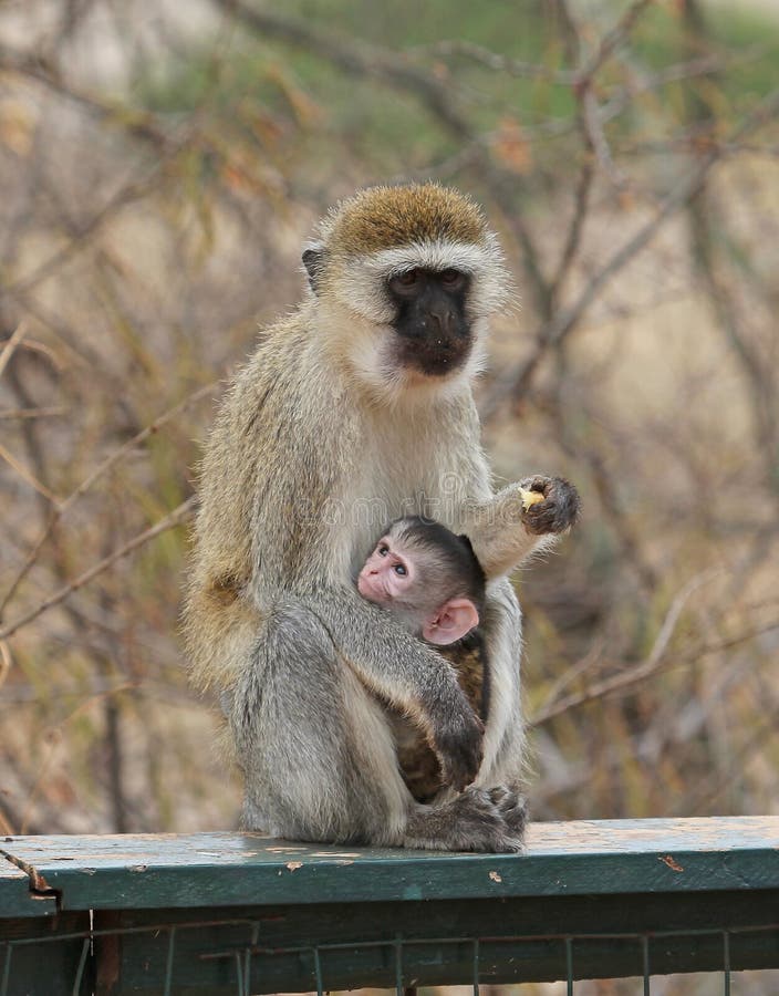 Mono africano imagen de archivo. Imagen de poco, fauna - 52084689
