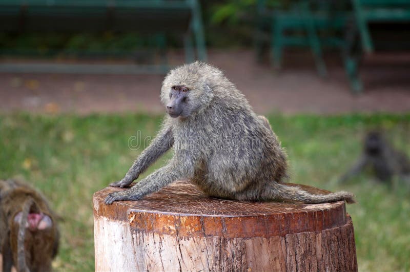 El Mono Pavian, Género Papio Del Babuino Que Grita Con La Boca Abierta ...