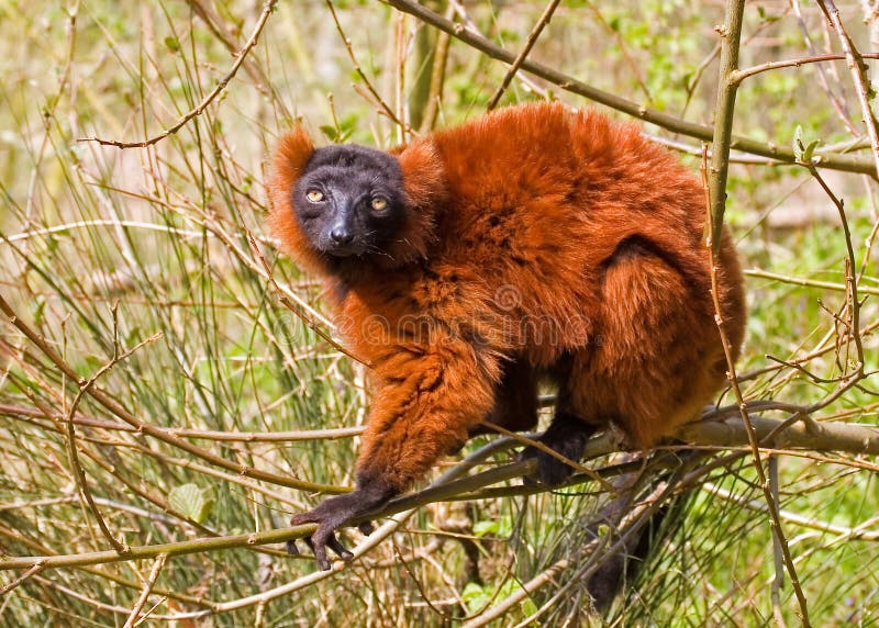 Mono anaranjado imagen de archivo. Imagen de pelo, animal - 8460173