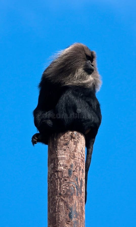 Mono atado león foto de archivo. Imagen de tronco, animal - 17035914